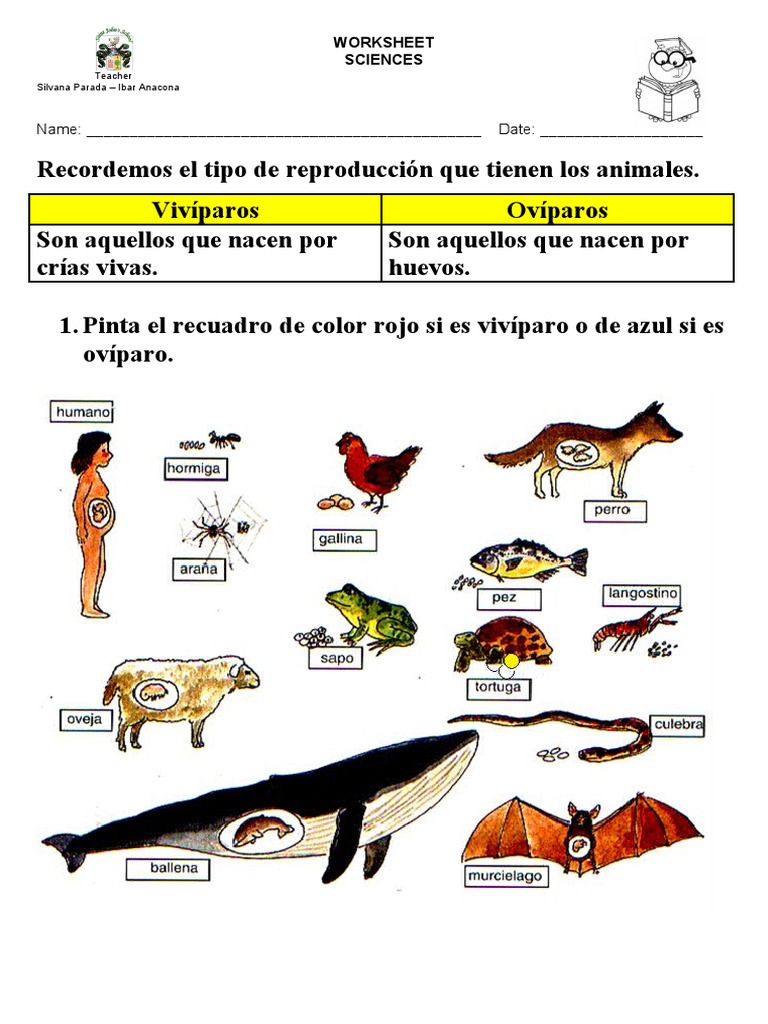 WORKSHEET Reproducción | PDF
