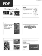 Raízes Adventícias: Exemplos e Funções | PDF | Raiz | Morfologia vegetal