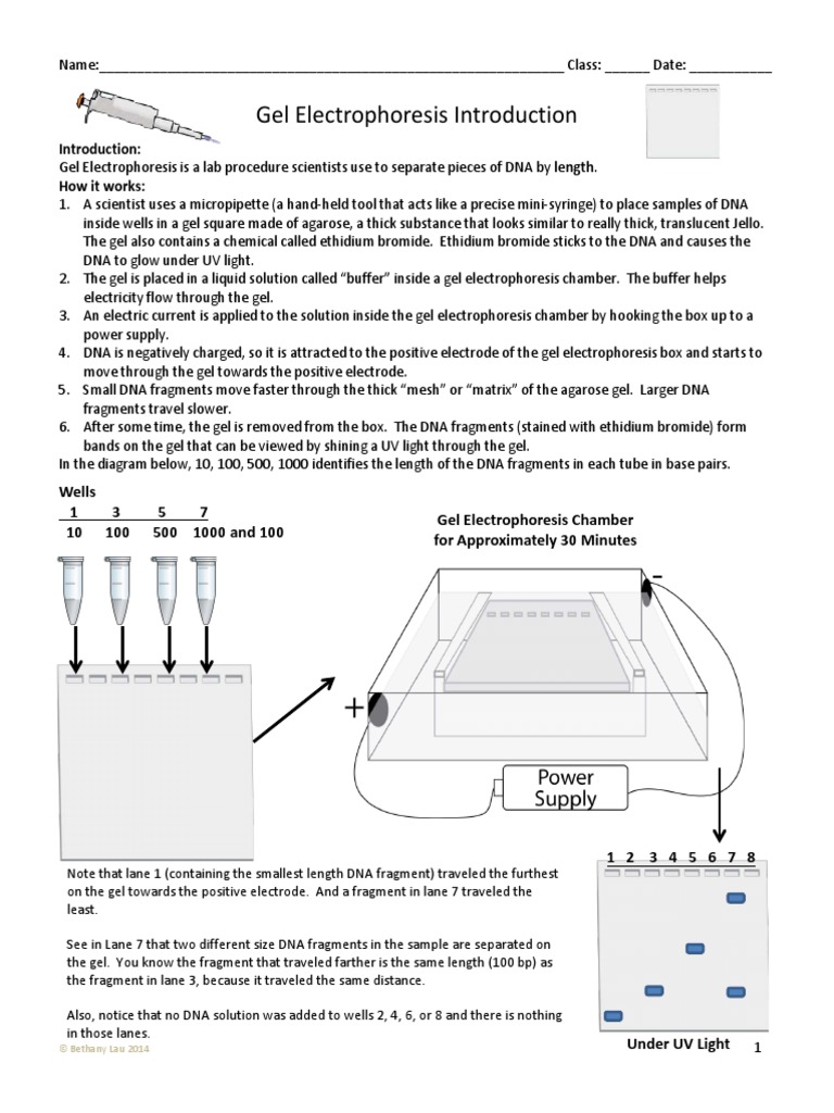 Gel Electrophoresis Restriction Enzymes and PCR | PDF | Agarose Gel ...