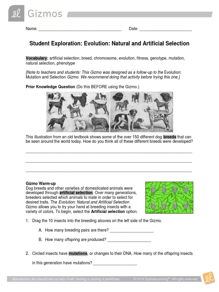 Gizmo Natural Selection Artificial Selection | PDF | Natural Selection ...