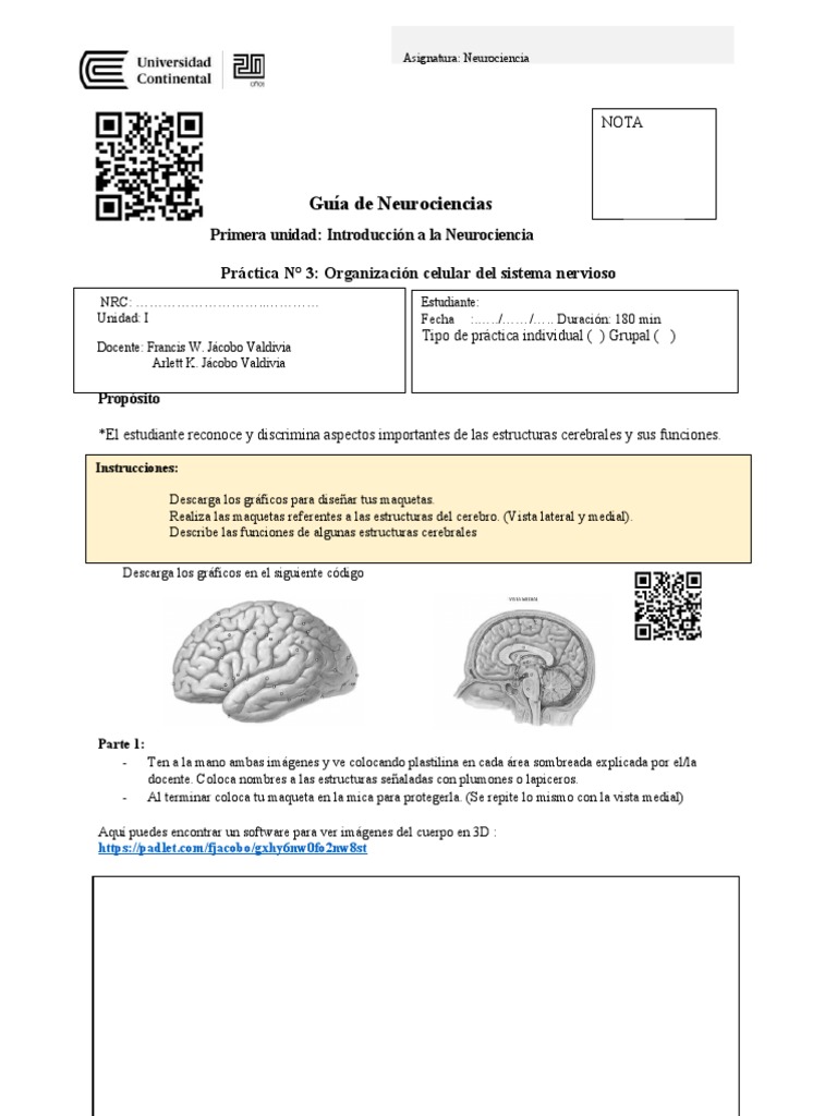 Guía - Practica 3 | PDF | Neurociencia | Cerebro