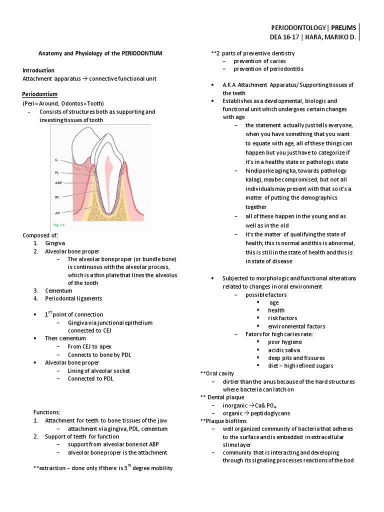 Anatomy, Development, and Role of the Periodontium in Preventing Dental ...