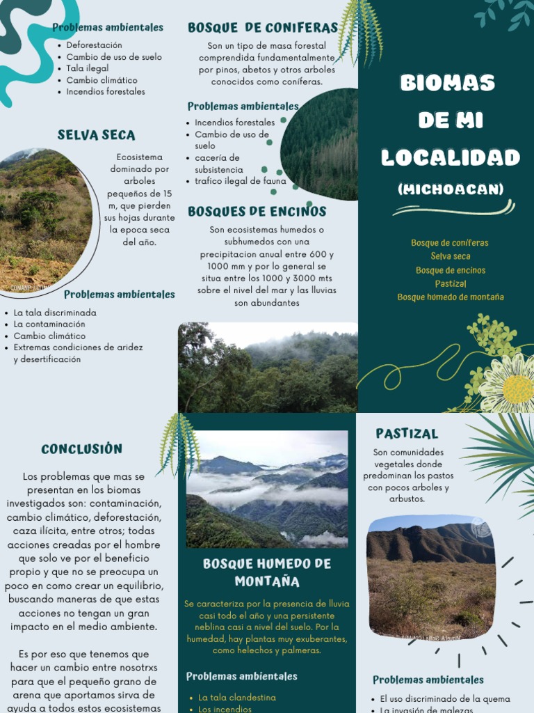 Biomas de Mi Localidad | PDF | Los bosques | Deforestación