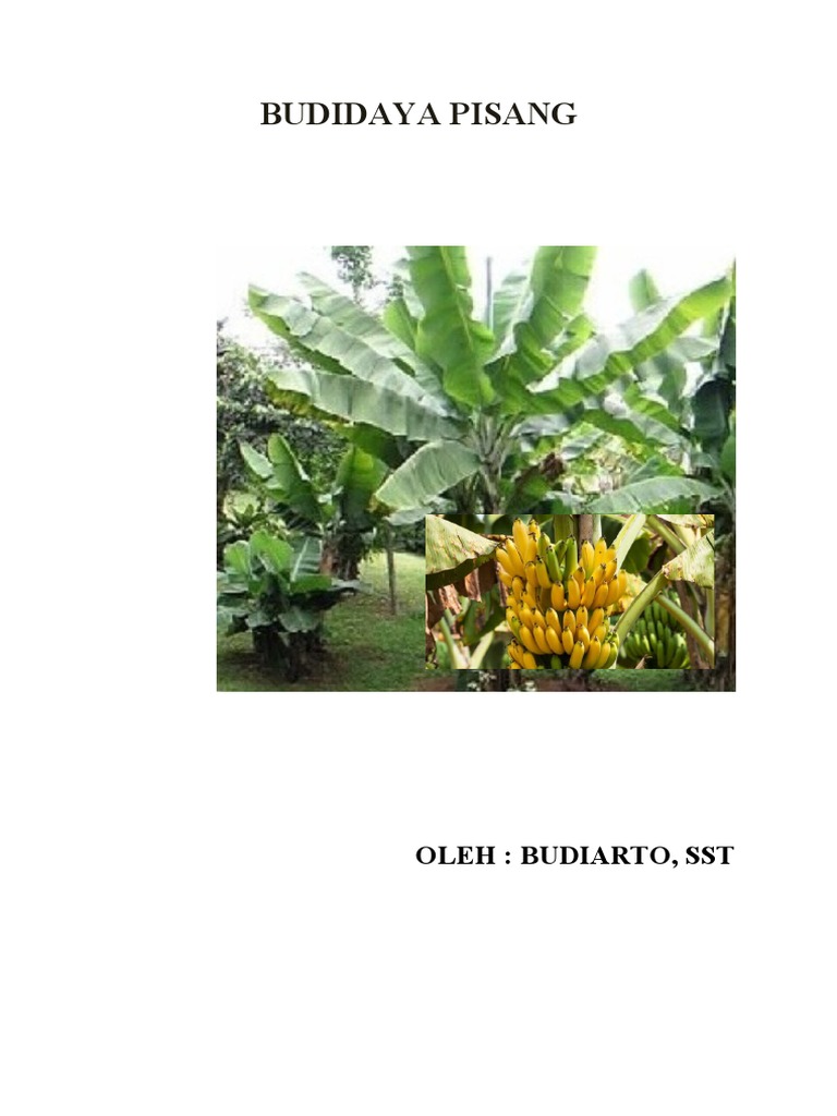 Booklet Budidaya Pisang | PDF
