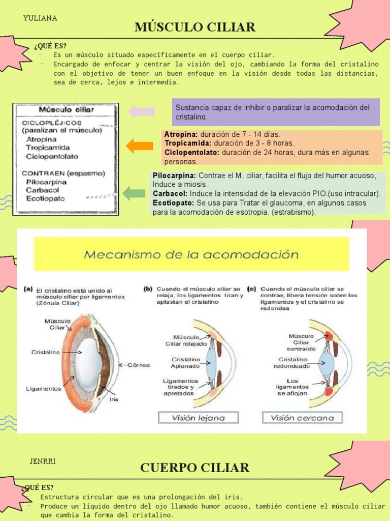 Músculo Ciliar: Yuliana | PDF