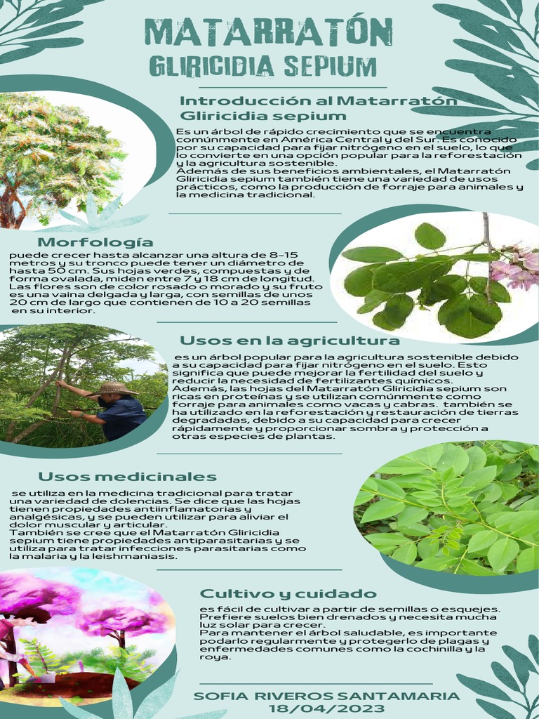 Gliricidia Sepium: Matarratón | PDF | Agricultura | Plantas