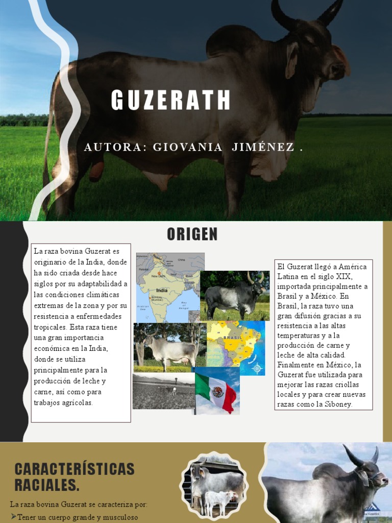 Raza Guzerat: Características y Producción | PDF | Vacas | Carne