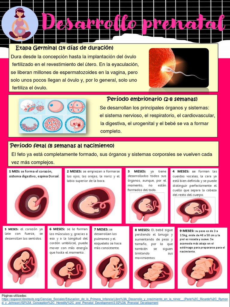 Infografia Del Desarrollo Prenatal | PDF