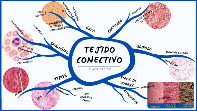 Tejido conectivo | PDF