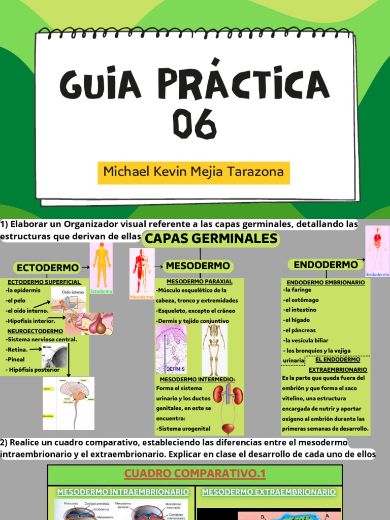 GUIA PRÁCTICA 06 | PDF | Embrión | Sistema digestivo humano