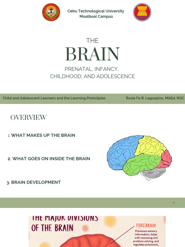 Basics Of Brain Development Pdf – XNTT