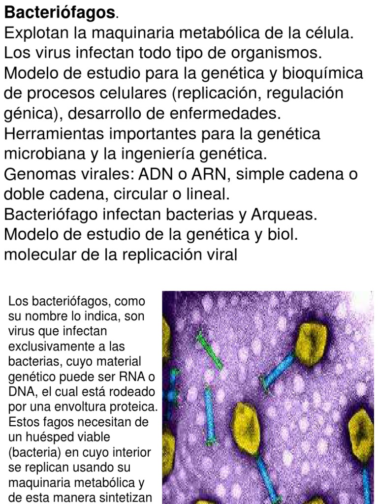 Bacteriófagos: Tipos y Ciclos de Vida | PDF | Bacteriófago | Adn
