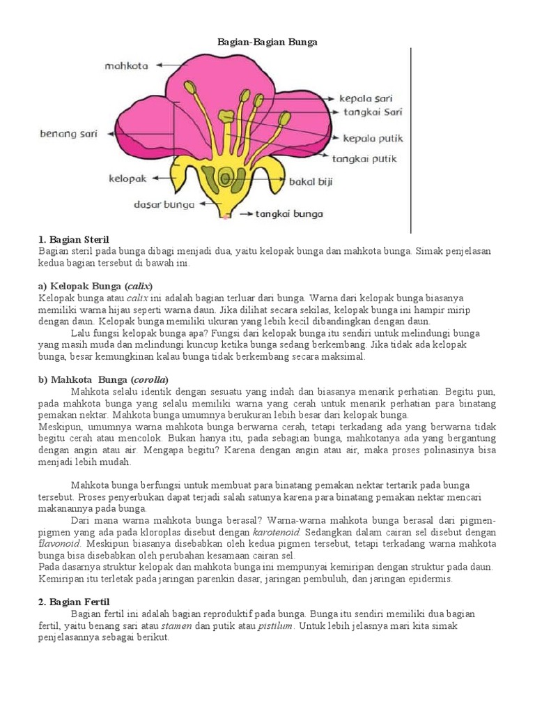 Struktur dan Fungsi Bagian Bunga | PDF | Griya & Taman | Sains & Matematika