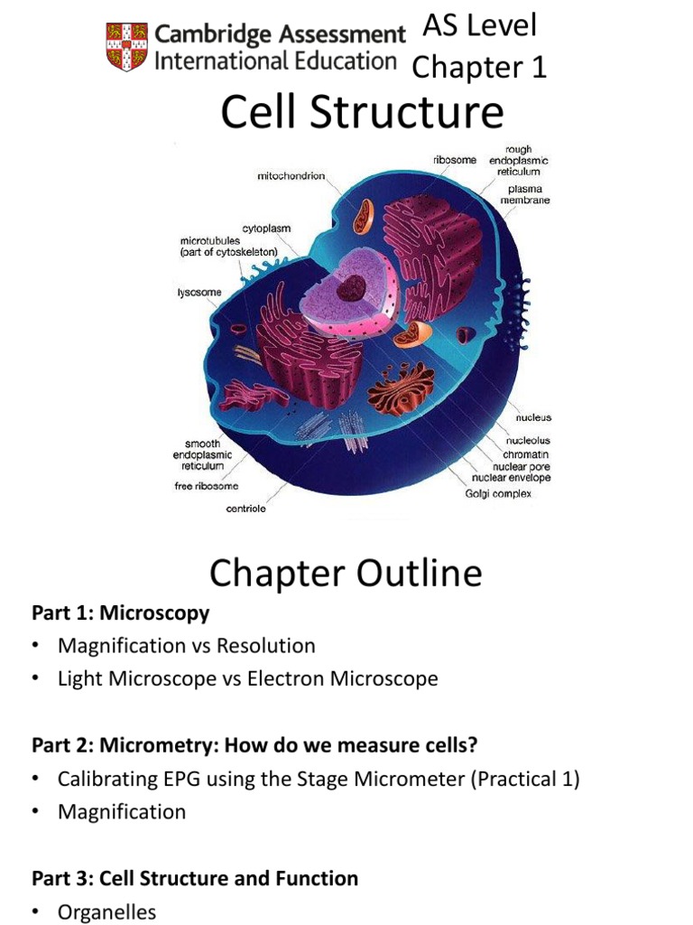 Cell Structure | PDF | Microtubule | Endoplasmic Reticulum