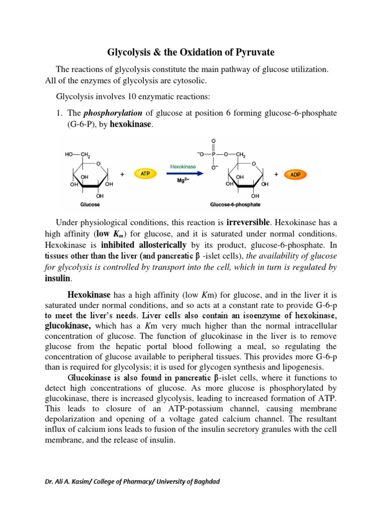 2.glycolysis & Oxidation of Pyruvate | PDF | Glycolysis | Adenosine ...