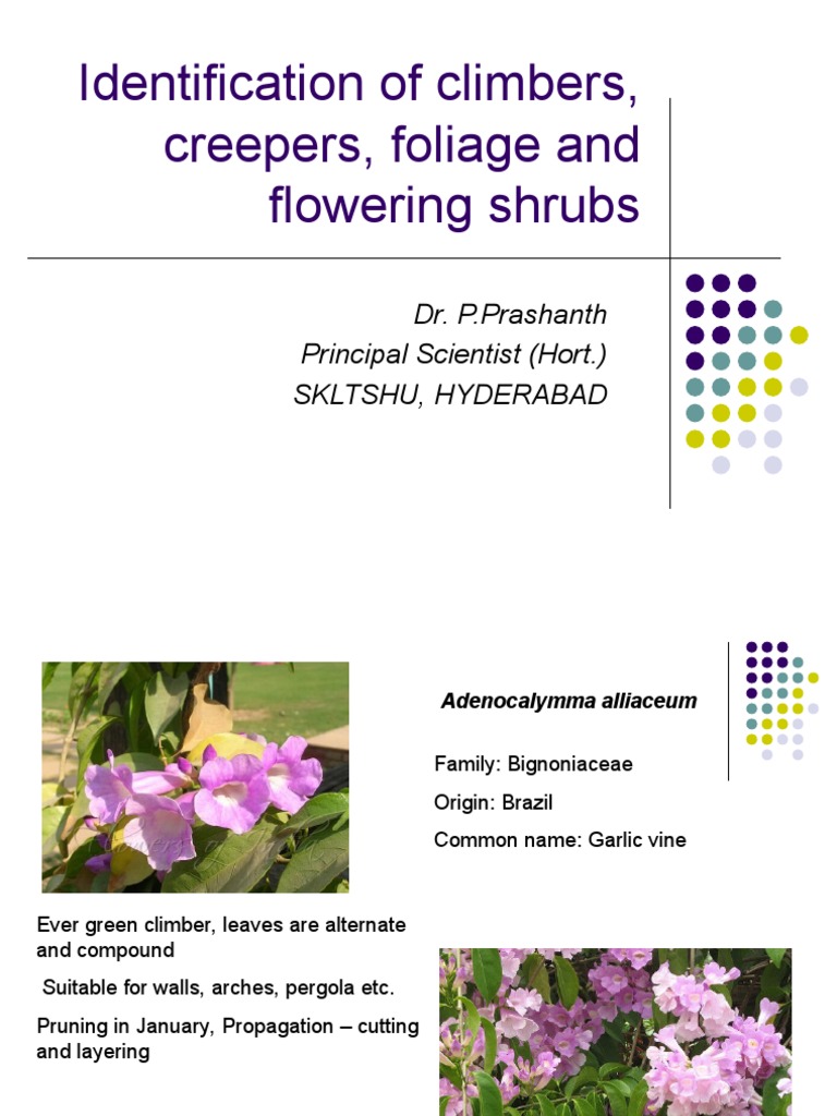 Climber Plant Identification Guide | PDF | Leaf | Pruning