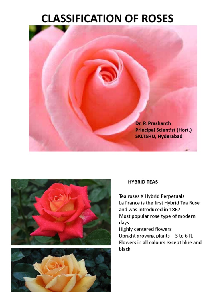 Rose | PDF | Rose | Horticulture