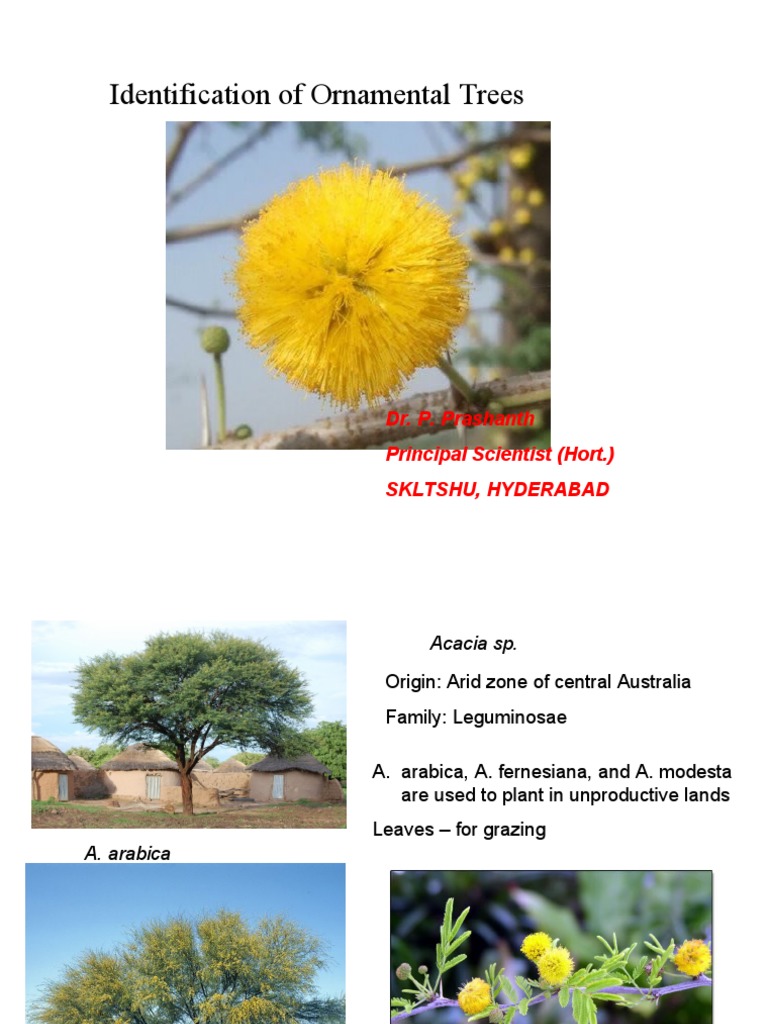 Identification of Ornamental Trees: Dr. P. Prashanth Principal ...