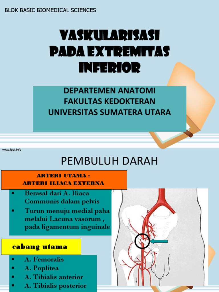 Vaskularisasi Pada Extremitas Inferior: Departemen Anatomi Fakultas ...