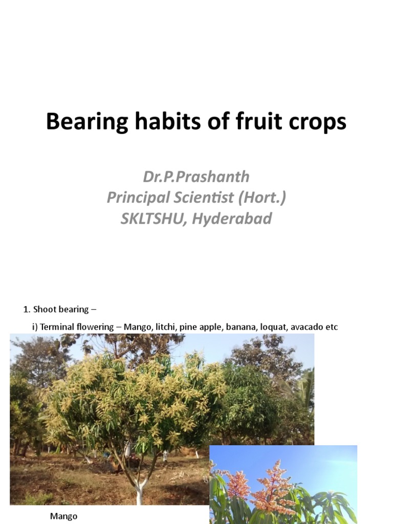Bearing Habits of Fruit Crops | PDF | Fruit | Nut (Fruit)