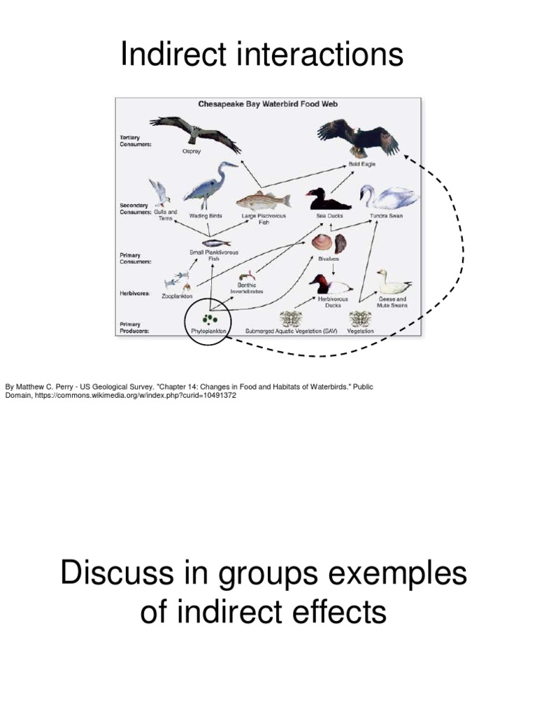 Indirect Interactions | PDF | Predation | Food Web
