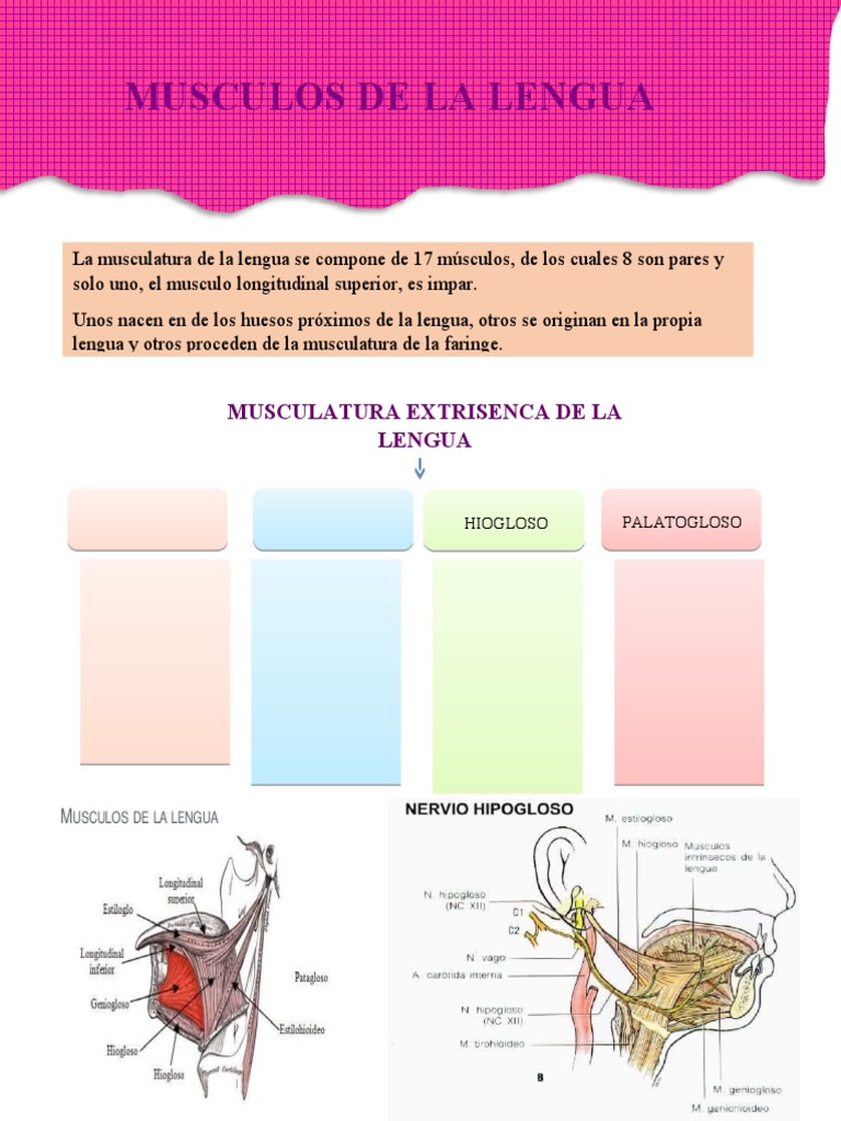Musculos de La Lengua | PDF | Lengua | Boca