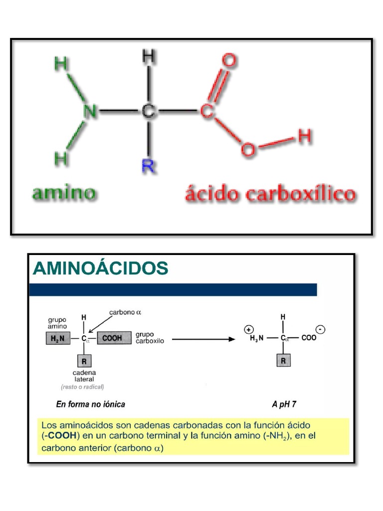 Aminoacidos Imagenes | PDF