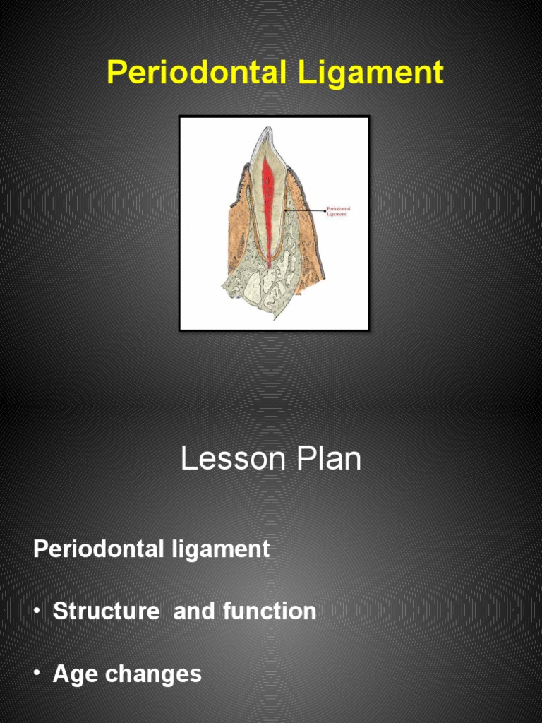 Anatomy and Function of Periodontal Ligament | PDF | Anatomy | Tissue ...