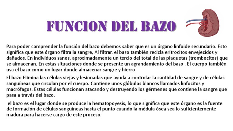 Funcion Del Bazo | PDF