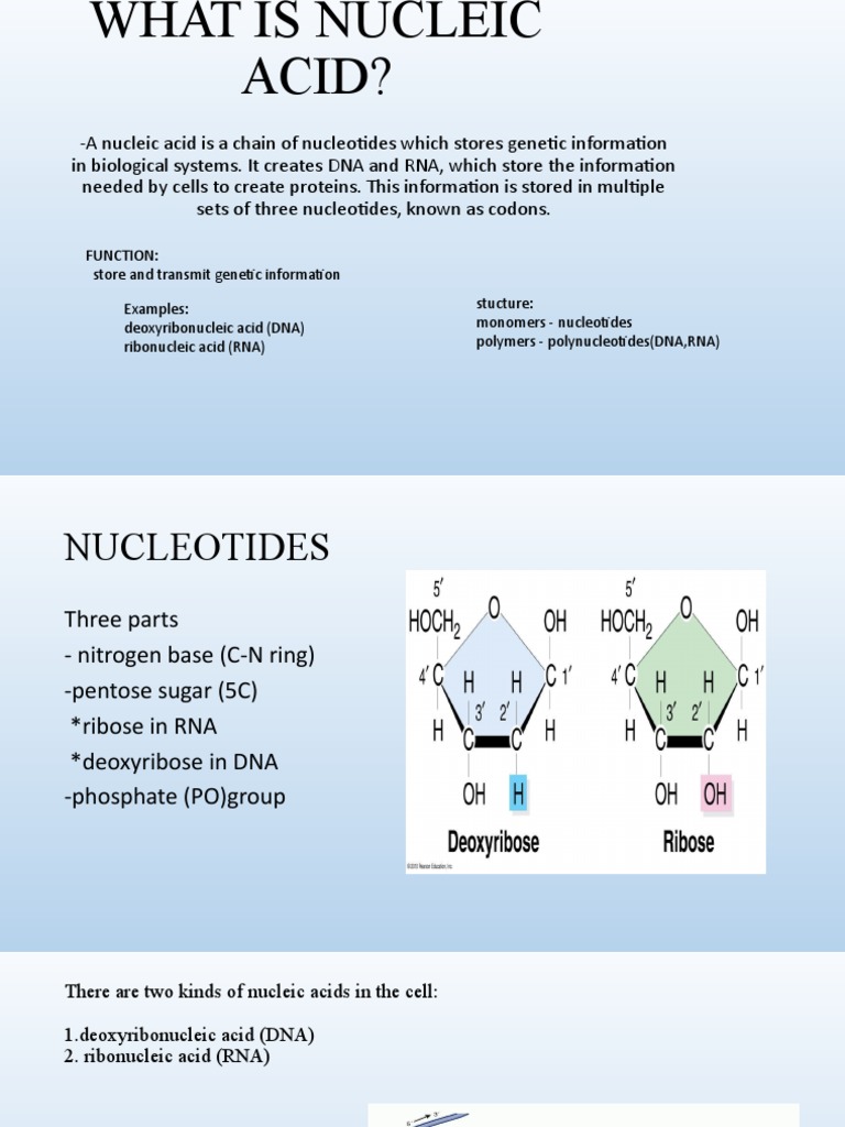 Nucleic Acid | PDF