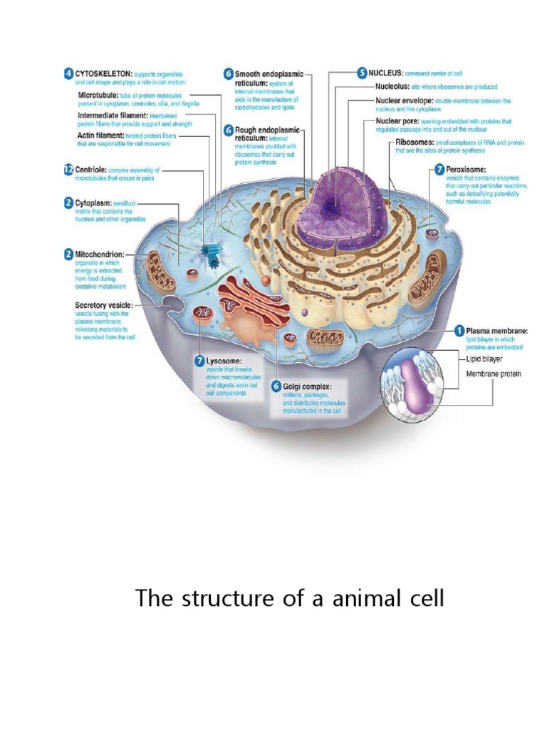 The Structure of A Animal Cell | PDF