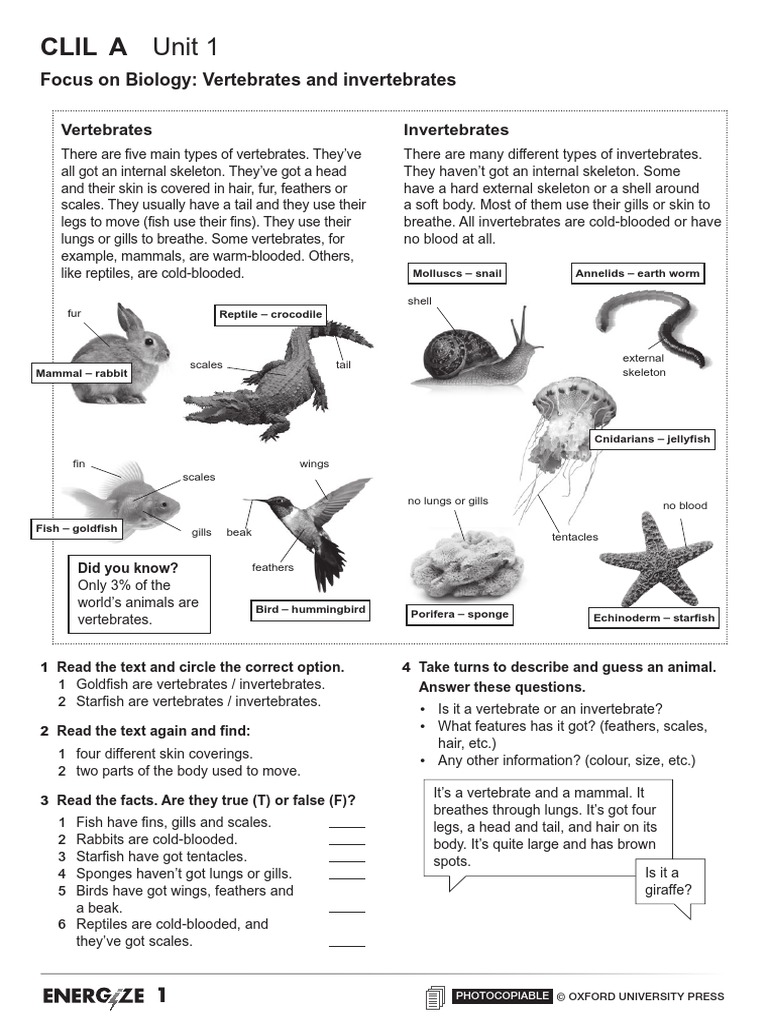 Energize 1 CLIL Activity Biology | PDF | Invertebrate | Skeleton
