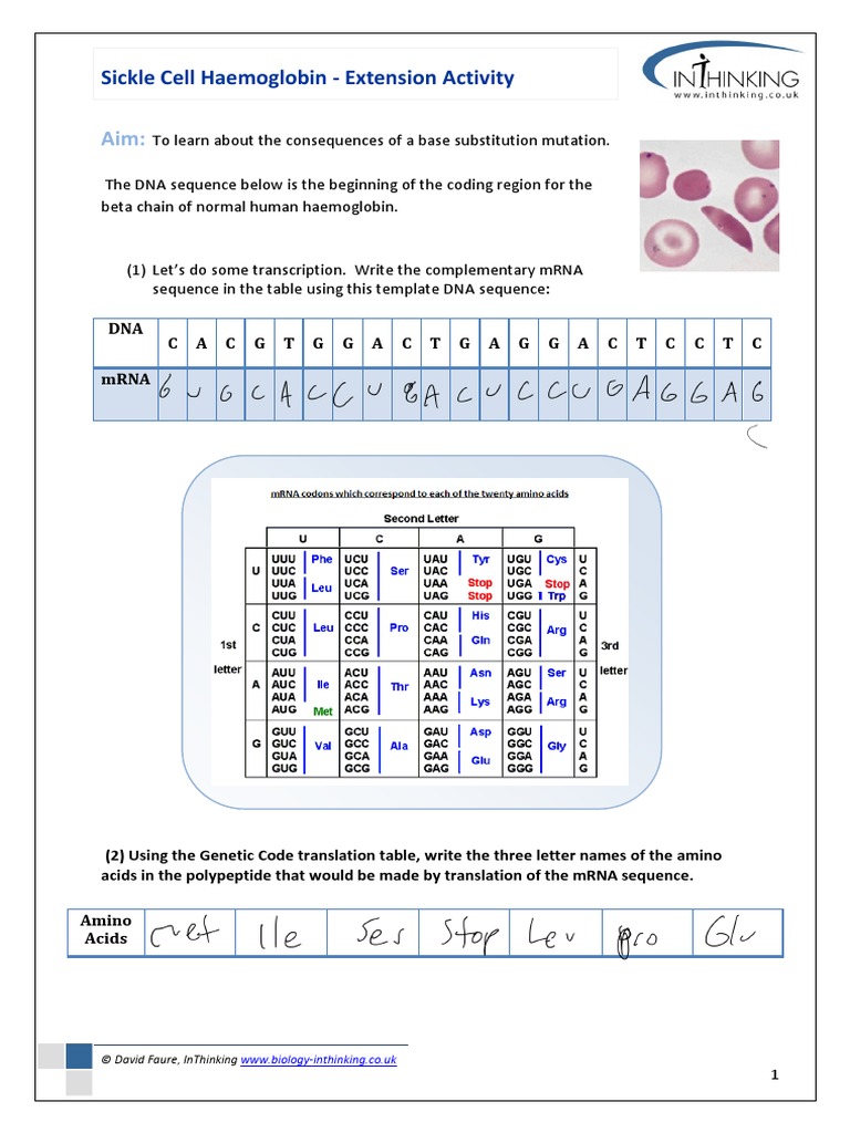 Sickle Cell Mutation Extension v2 | PDF | Genetic Code | Translation ...