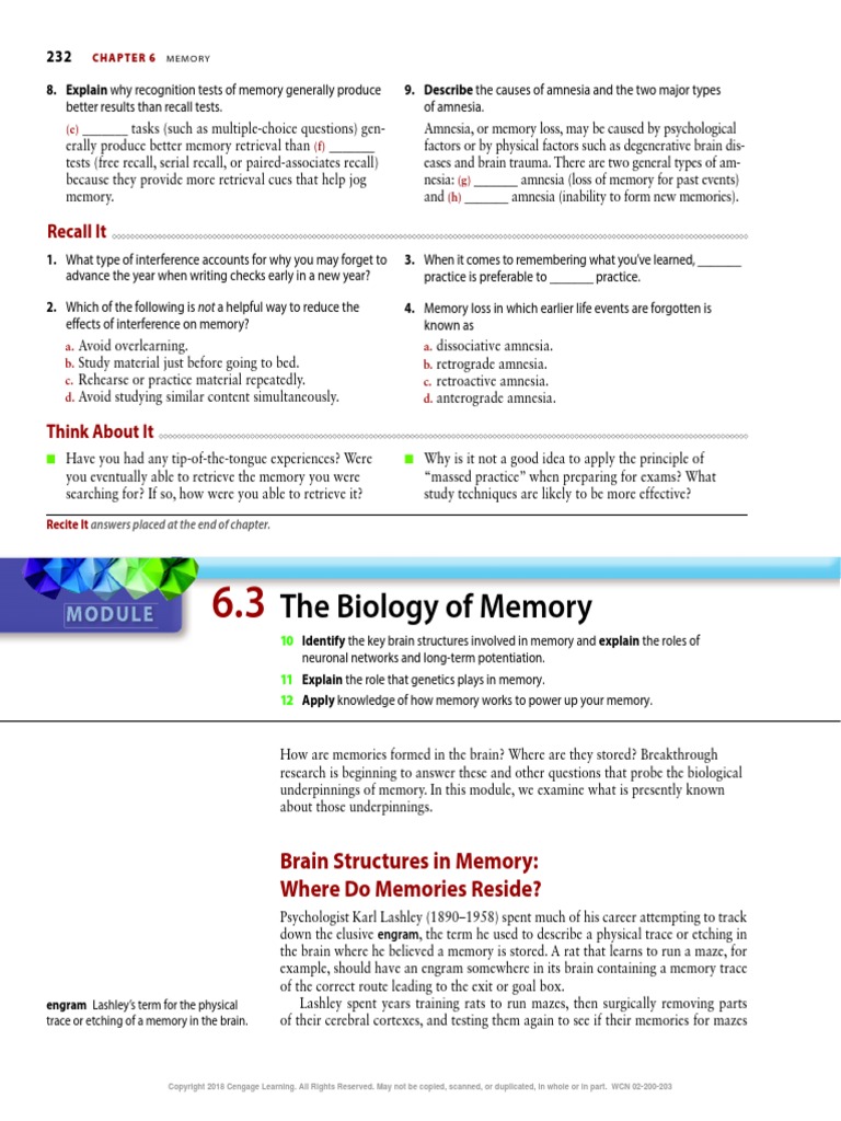5E Biological Bases of Memory (Nevid, p232 235) | PDF | Memory | Recall ...