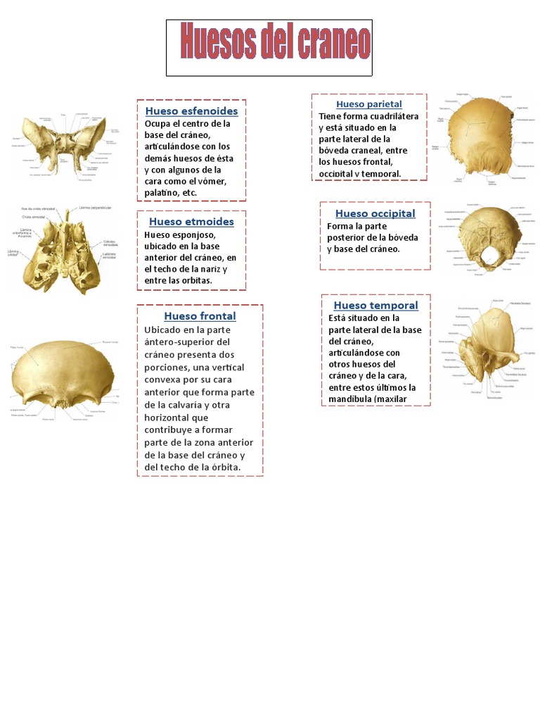 Huesos Del Craneo | PDF