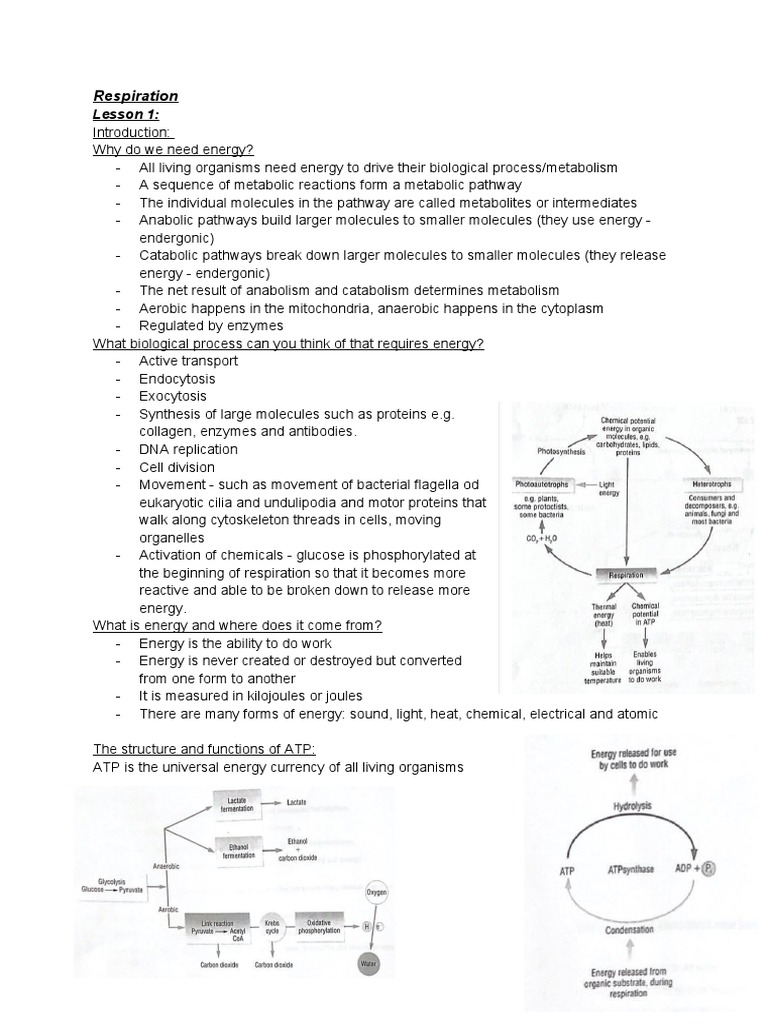 Respiration 5.2.1 | PDF | Cellular Respiration | Adenosine Triphosphate
