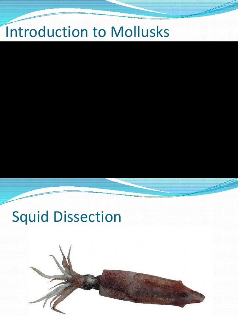 Squid Dissection Guide | PDF | Gill | Heart
