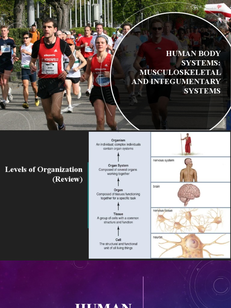 Human Body Systems Overview: Musculoskeletal & Integumentary | PDF ...