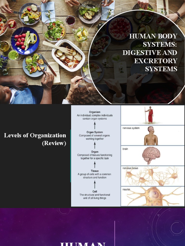 Human Body Systems - Digestive and Excretory 1920 | PDF | Digestion ...