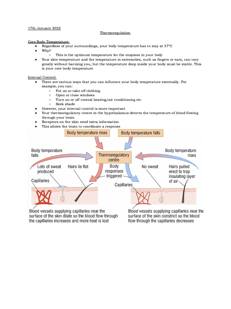 Maintaining Core Body Temperature: Thermoregulation Explained | PDF