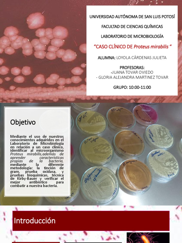 Caso Clinico de Proteus Mirabilis | PDF | Microbiología | Organismos