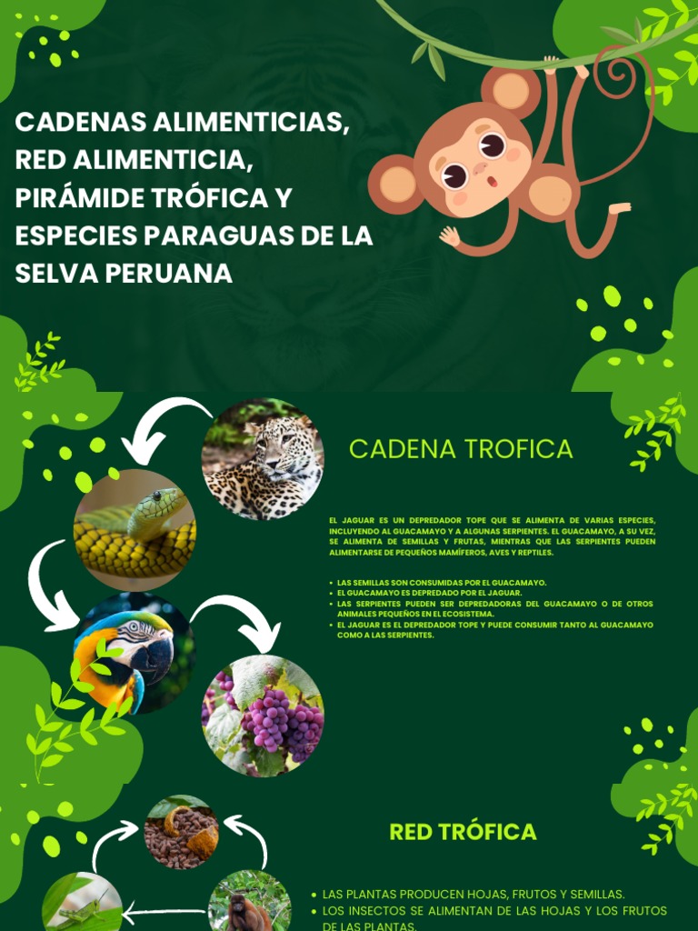 Cadenas Alimenticias, Red Alimenticia, Pirámide Trófica y Especies ...