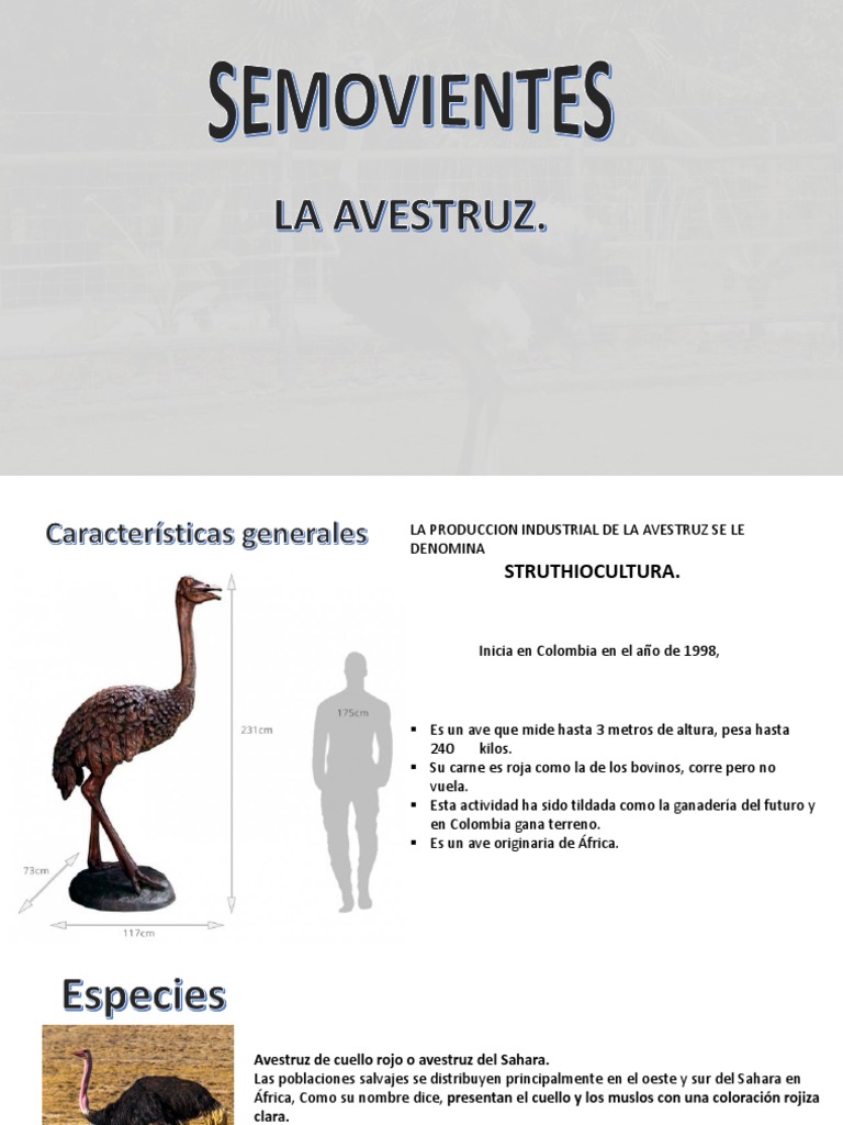 Avestruz | PDF | Comida y bebida | Aves