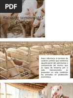 Razas de Cerdos y Metodos de Identificación PDF | PDF | Carne | Cerdo