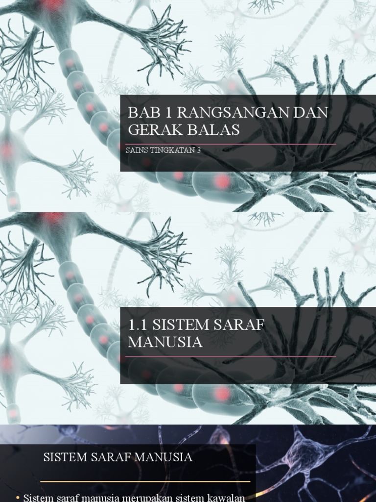 Bab 1 Rangsangan Dan Gerak Balas: Sains Tingkatan 3 | PDF