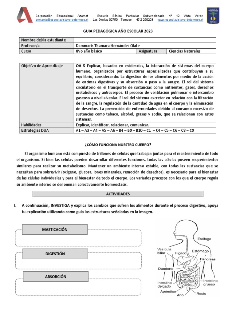 Guia 1 Ciencias 8vo | PDF | Digestión | Sistema digestivo humano