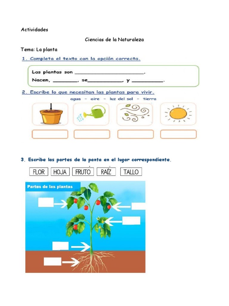 Actividades Del Tema LAS PLANTAS | PDF