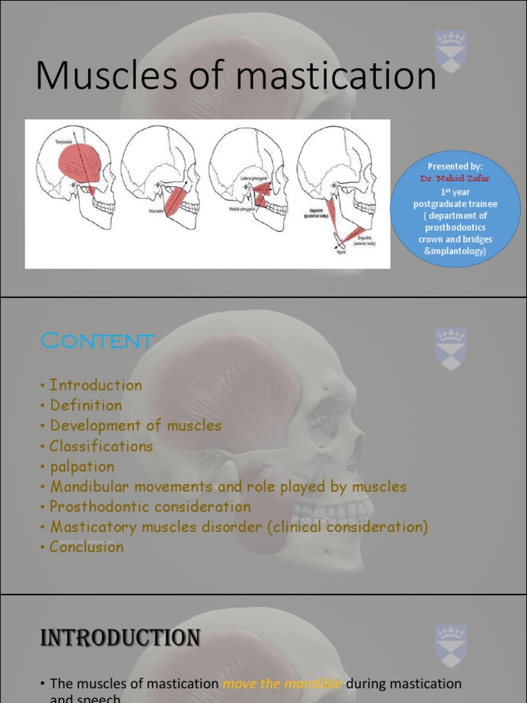 Muscles of Mastication Overview | PDF | Human Anatomy | Anatomy