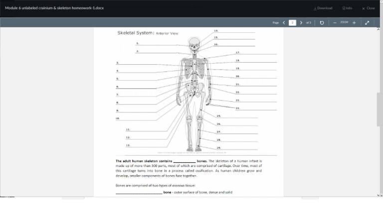 Skeleton & Cranium Labeling Guide | PDF | Skull