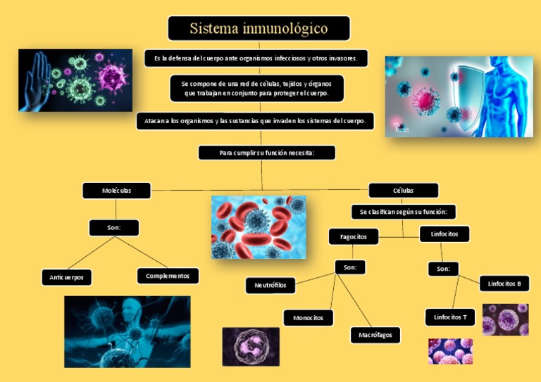 Fundamentos del Sistema Inmunológico | PDF